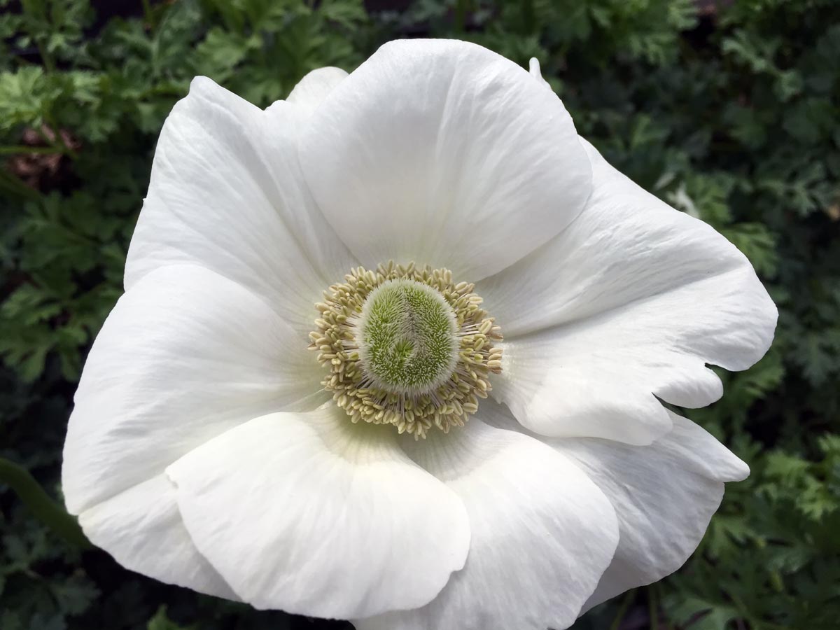 Anemones Mistral plus white - Elemflora