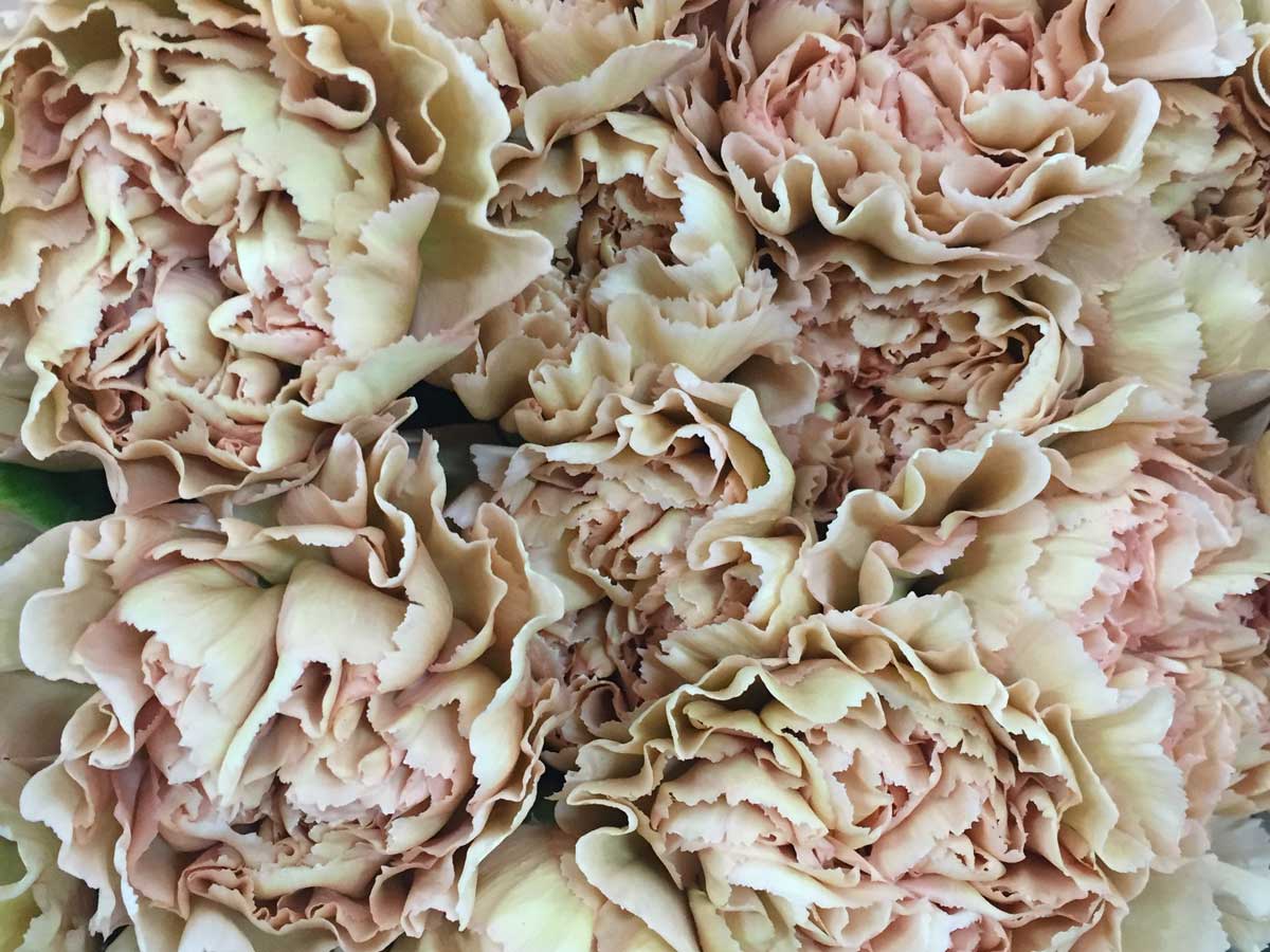 Carnation Legge - Elemflora