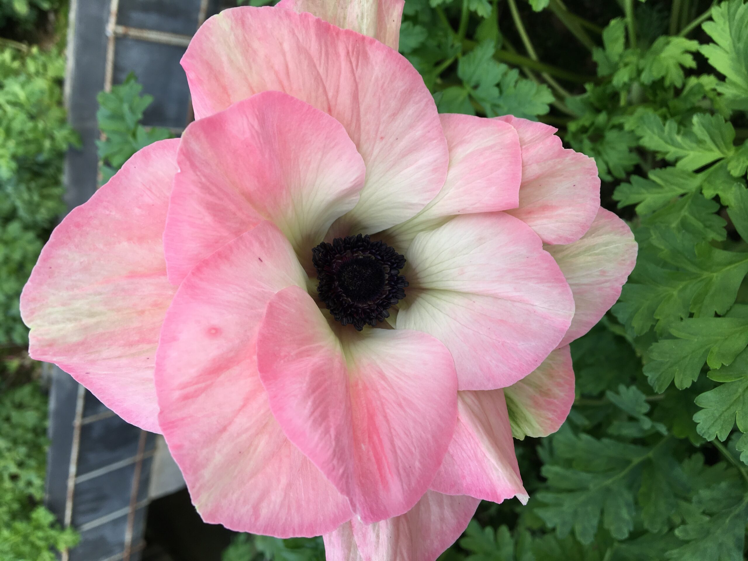 Anemone Mistral Plus Rosa Chiaro - Elemflora
