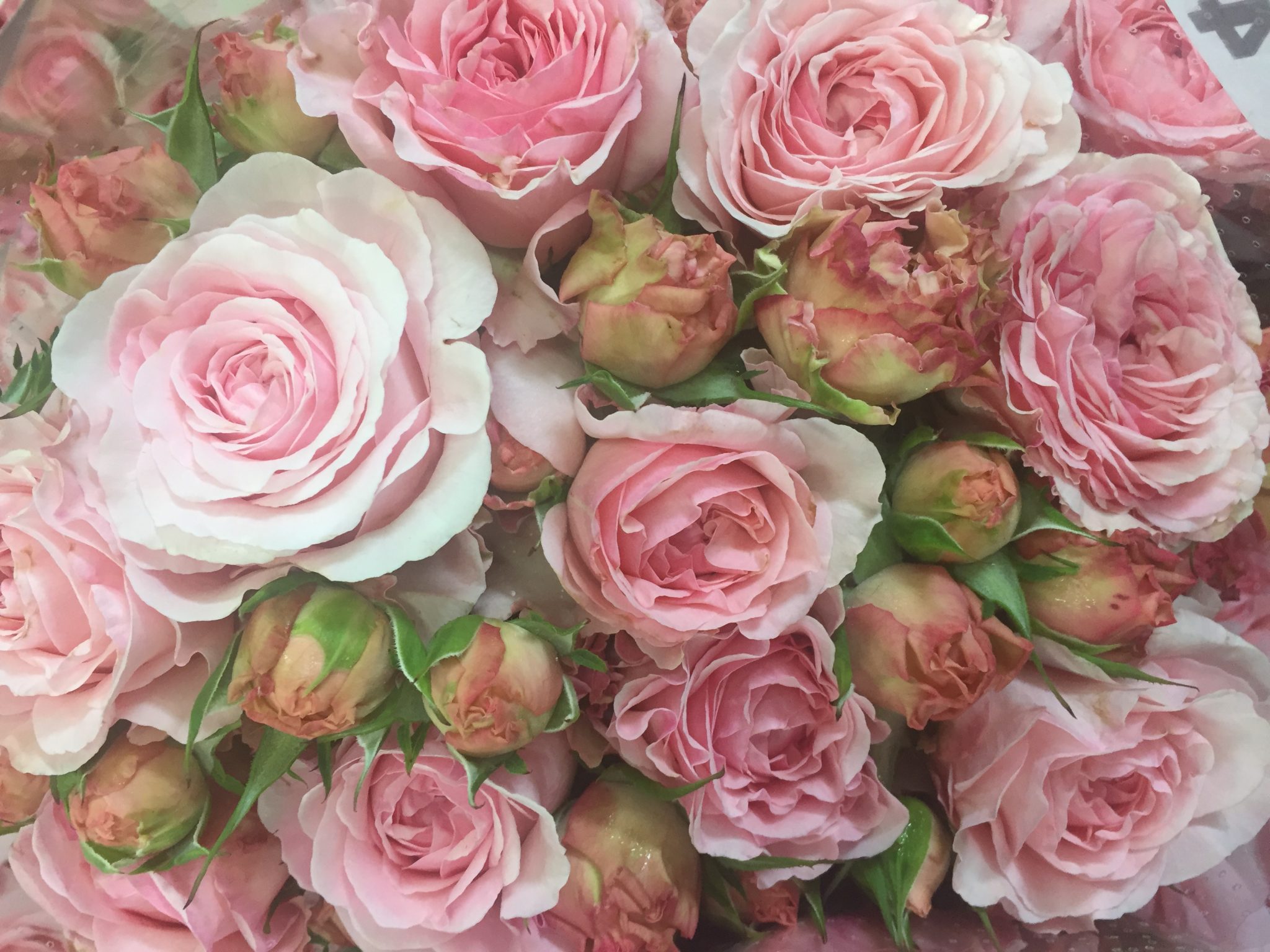 Garden Roses Alex (scented) - Elemflora