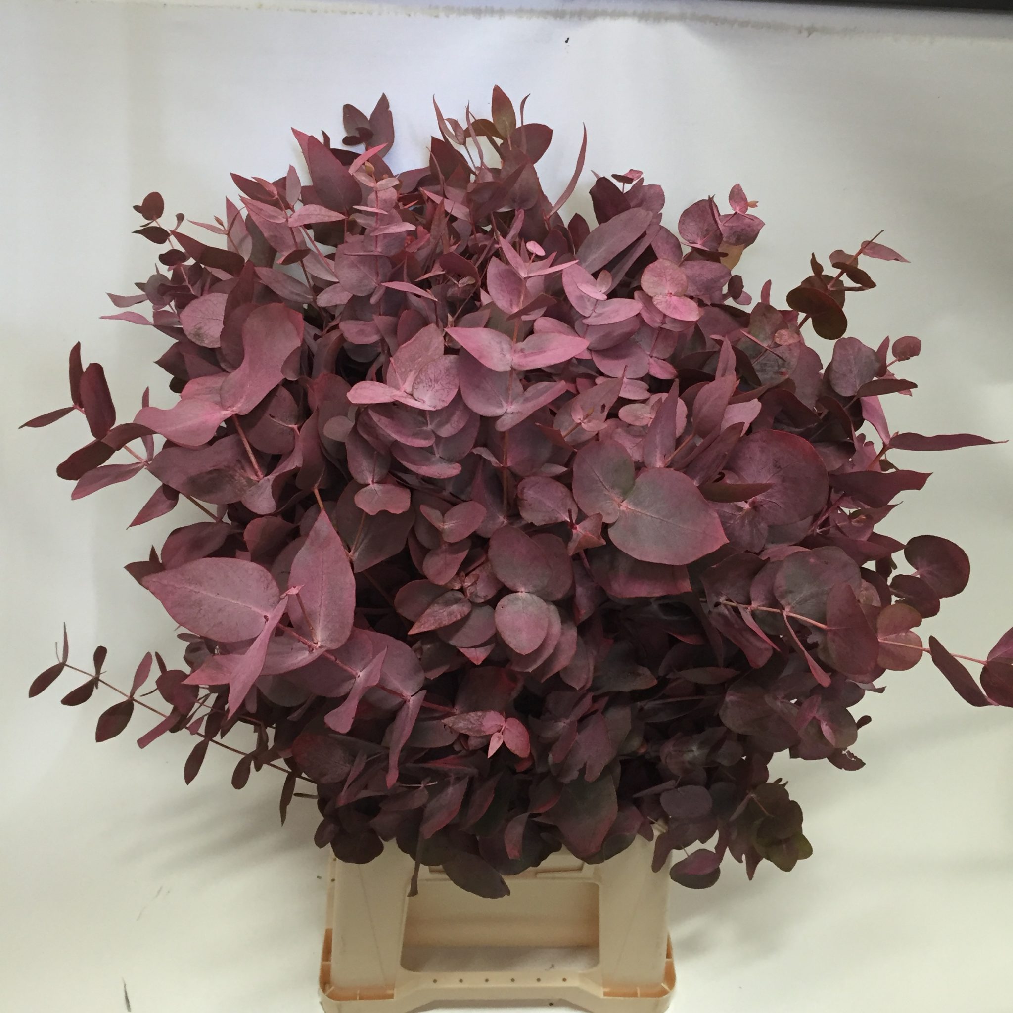 Cinerea colored absorbed - Elemflora