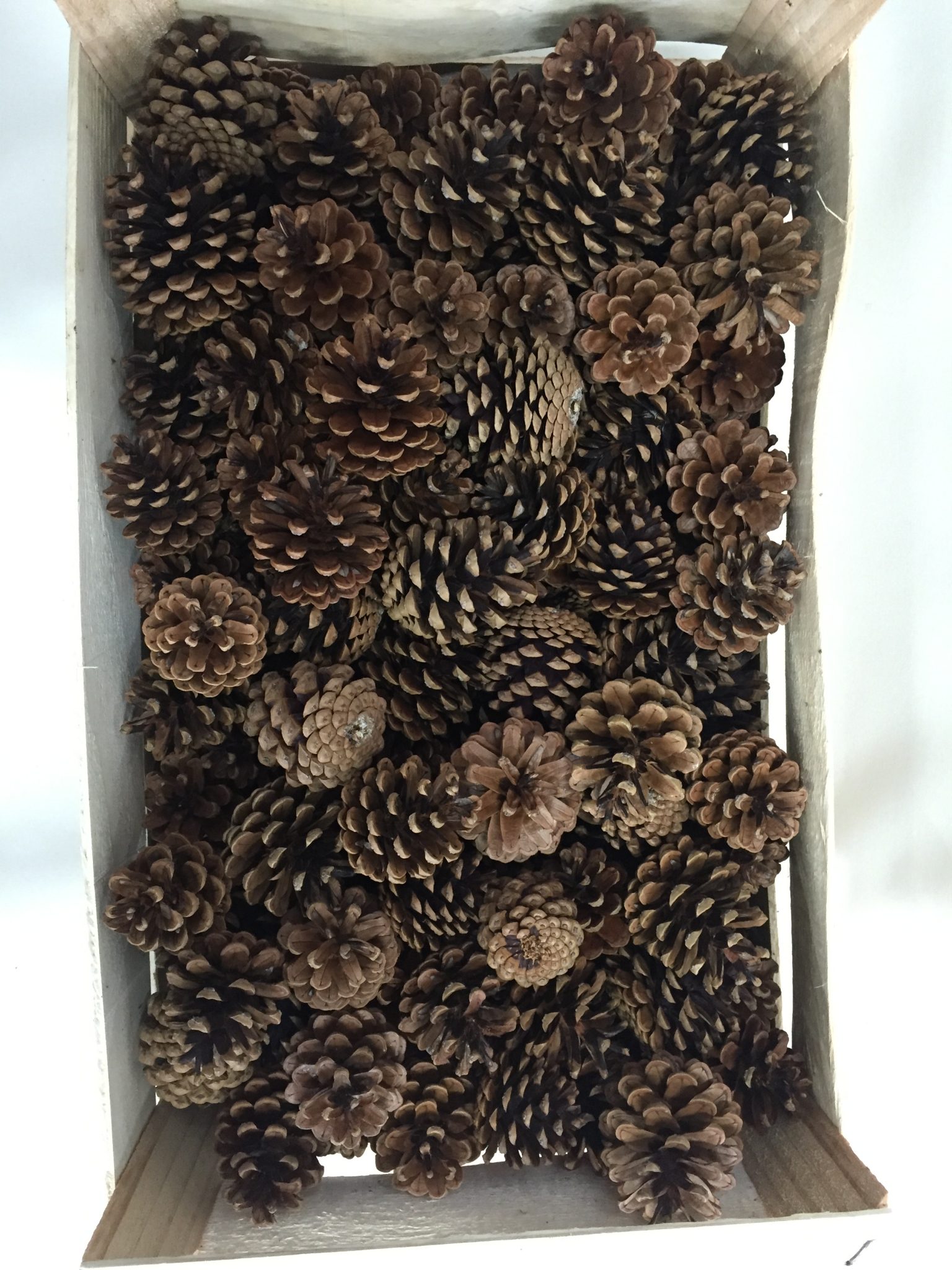 Dried Pine Cones - Elemflora