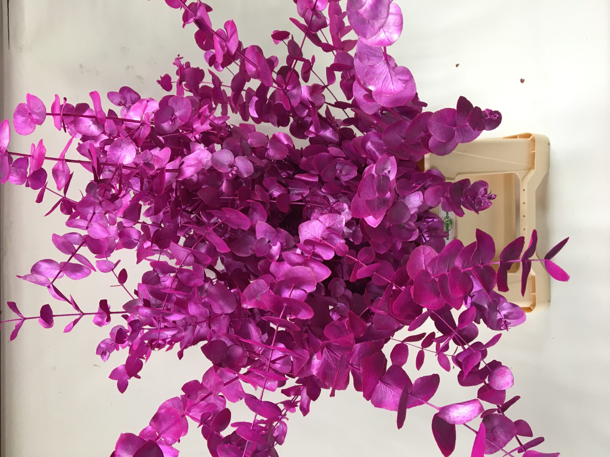 Cinerea Metallic Cyclamen -Cod.07 - Elemflora