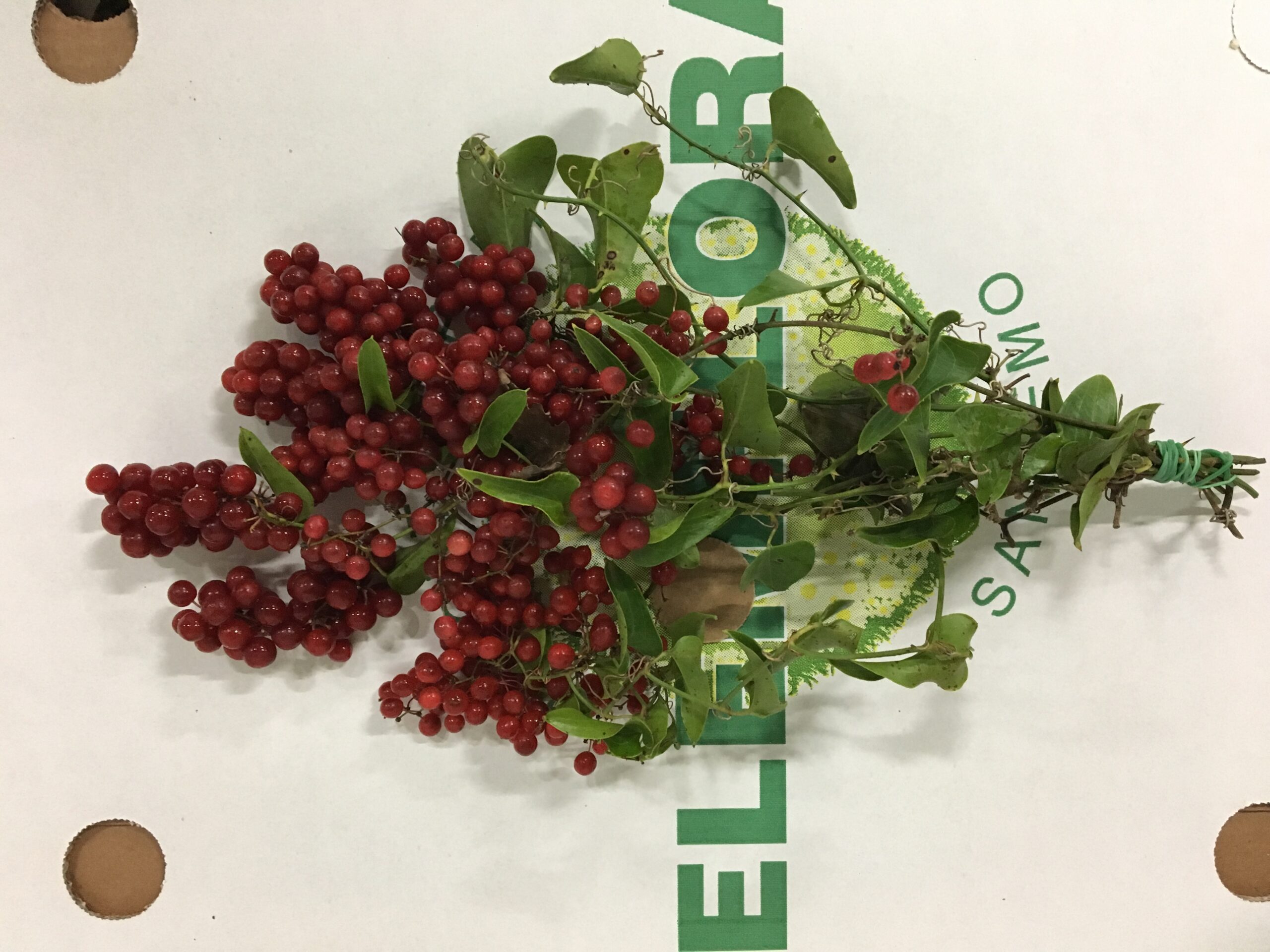 SMILAX - Elemflora