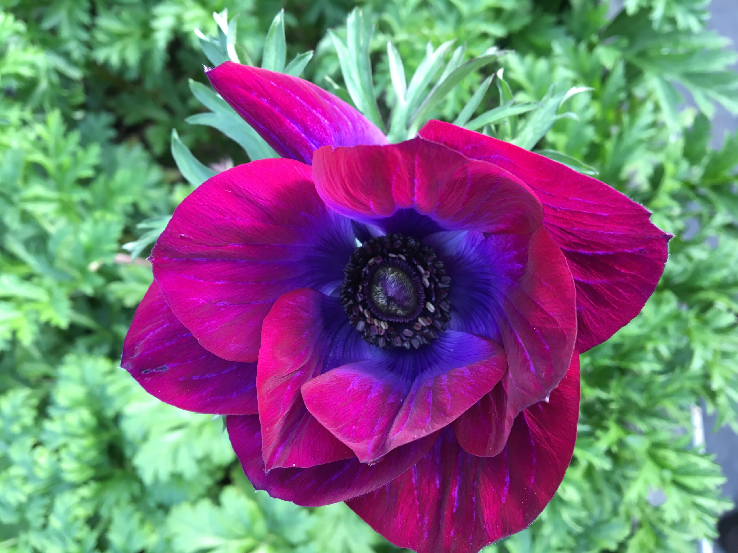 Anemone Mistral Magenta - Elemflora