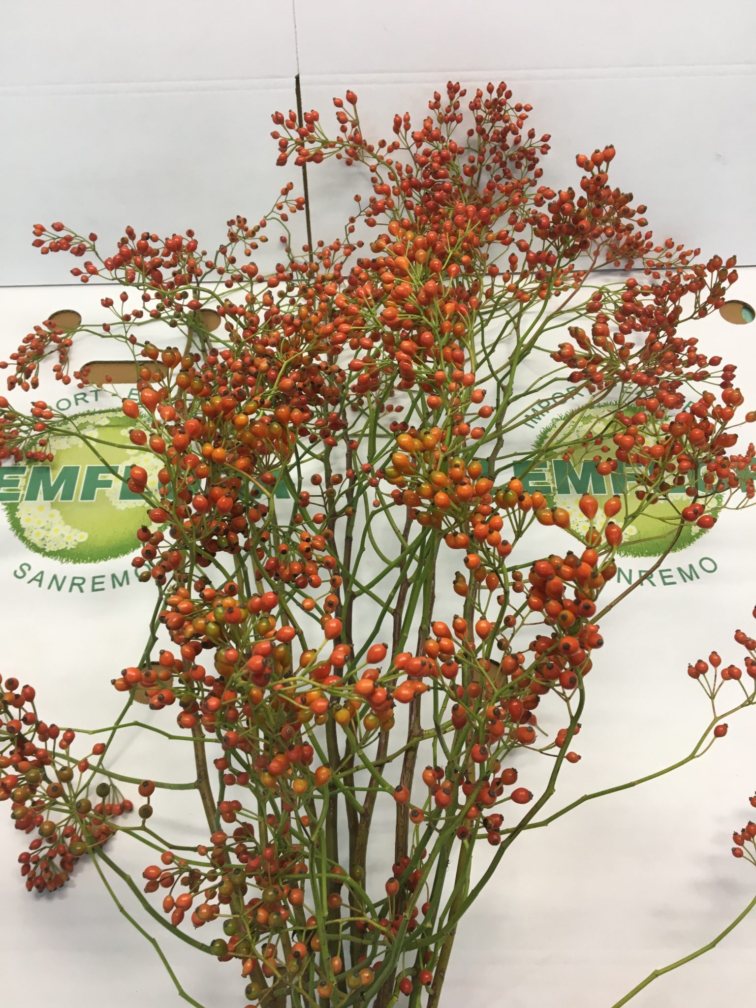 Corallo Berries - Elemflora