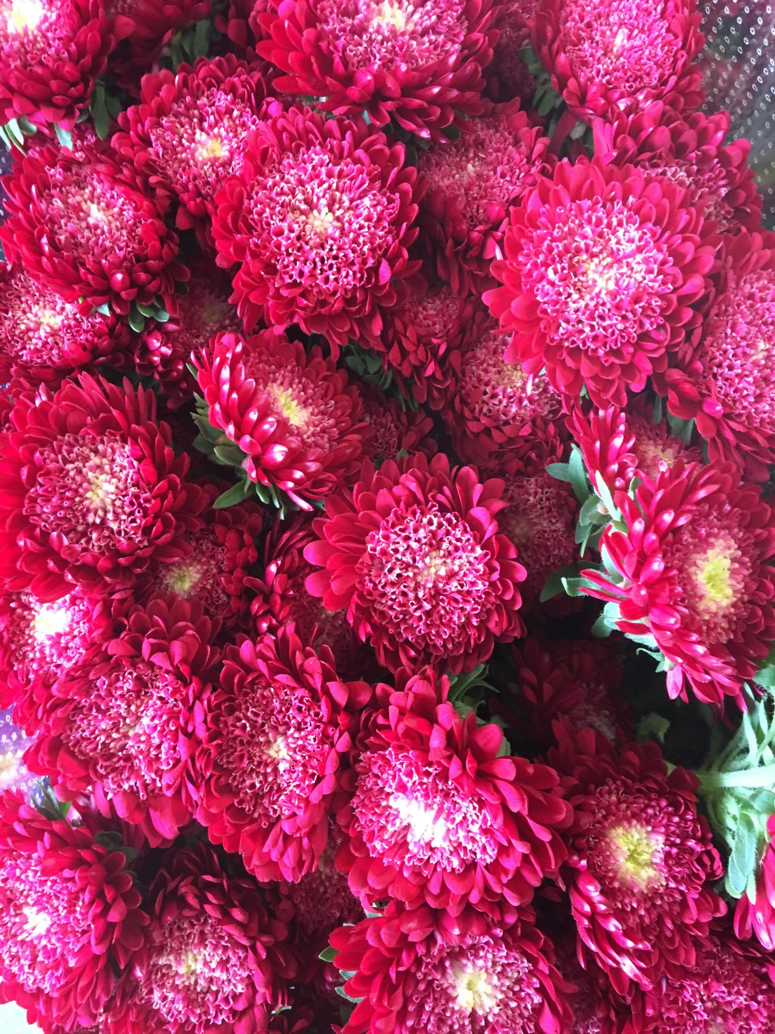 ASTRO ASTER - Elemflora