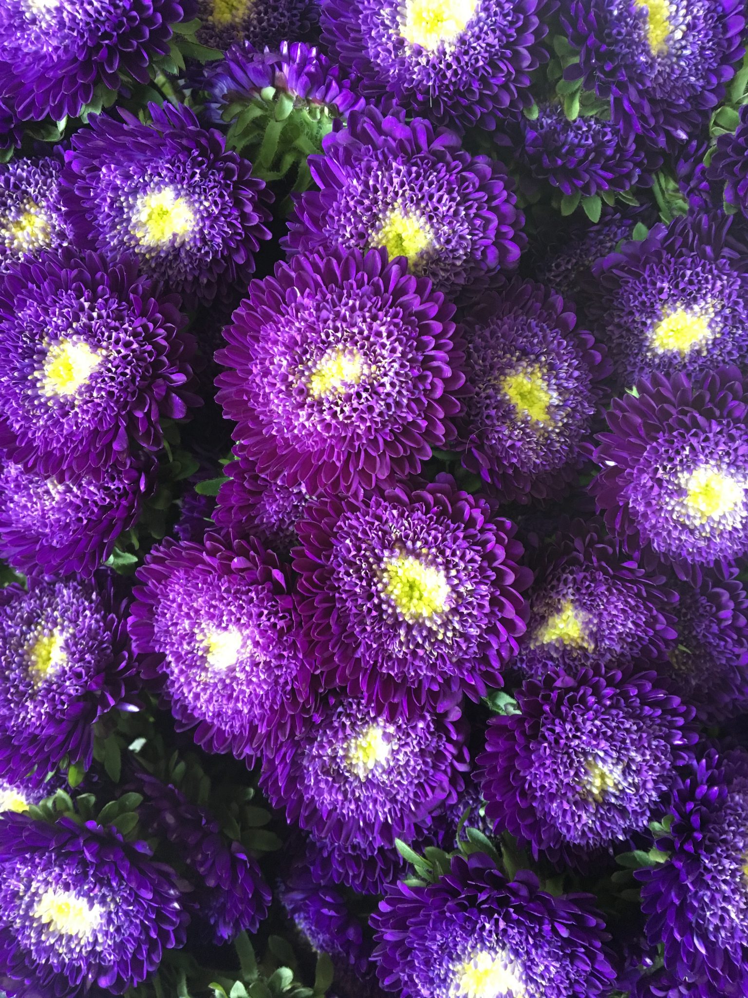 ASTRO ASTER - Elemflora