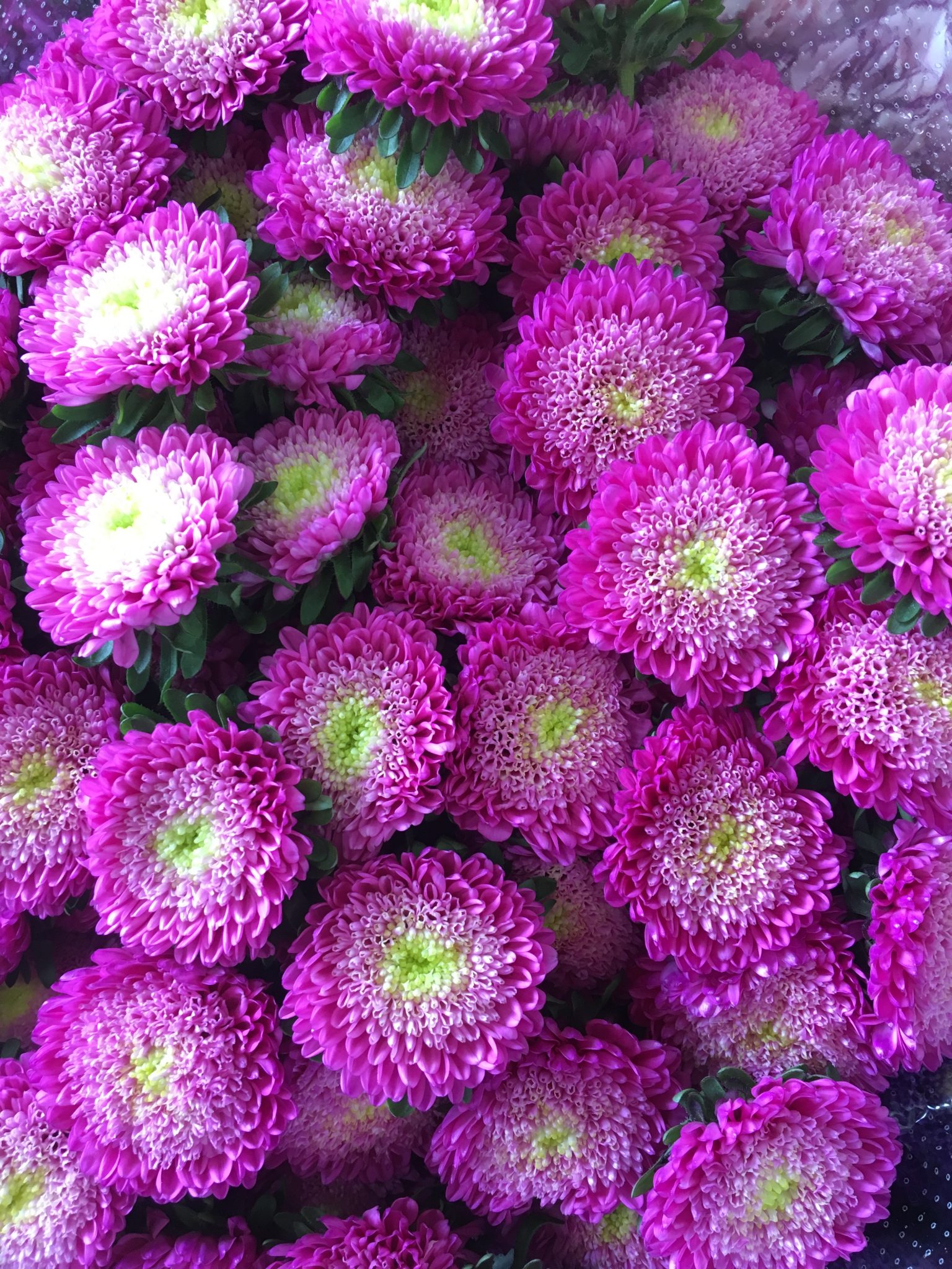 ASTRO ASTER - Elemflora