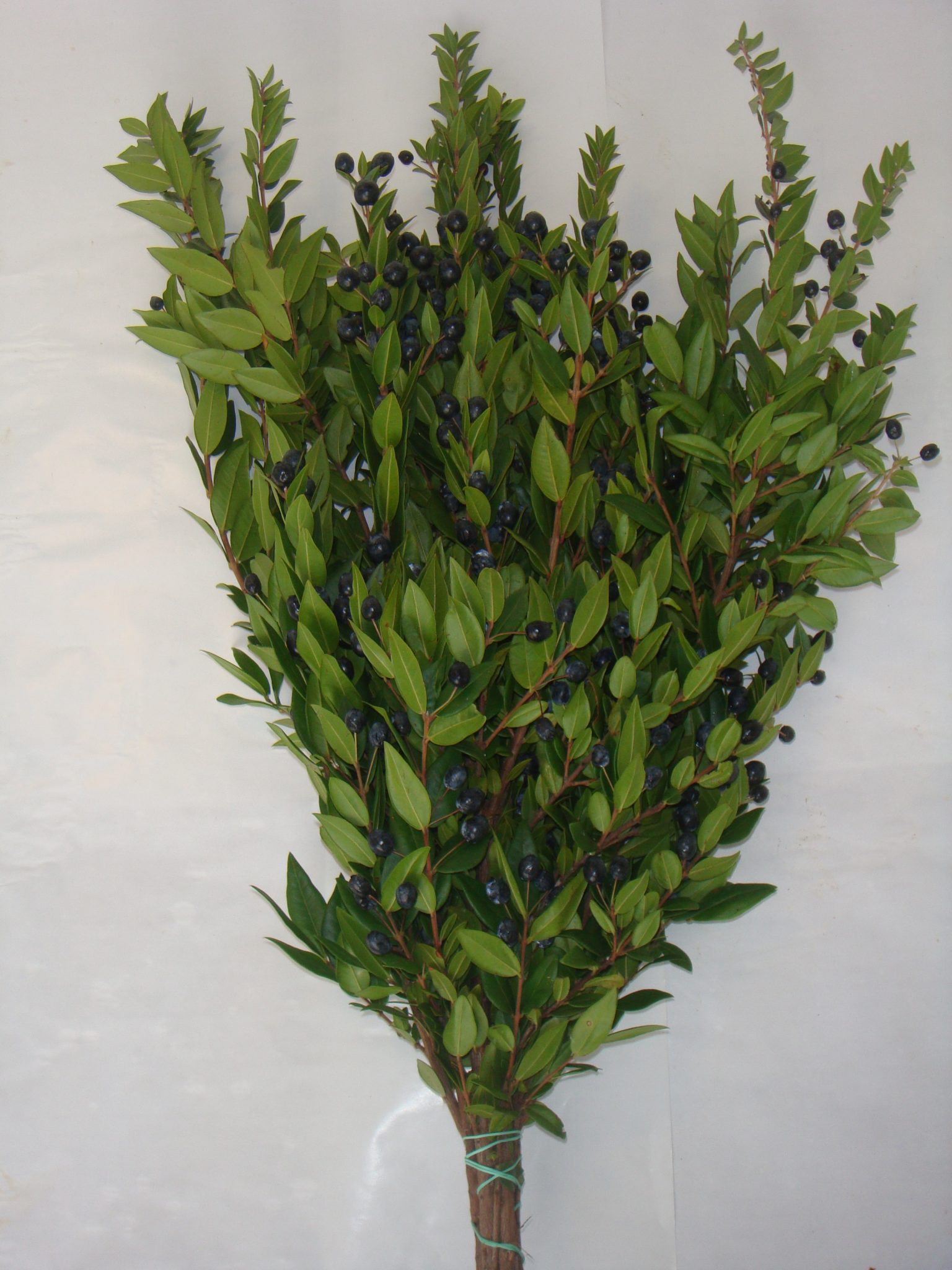 Mirto - Elemflora