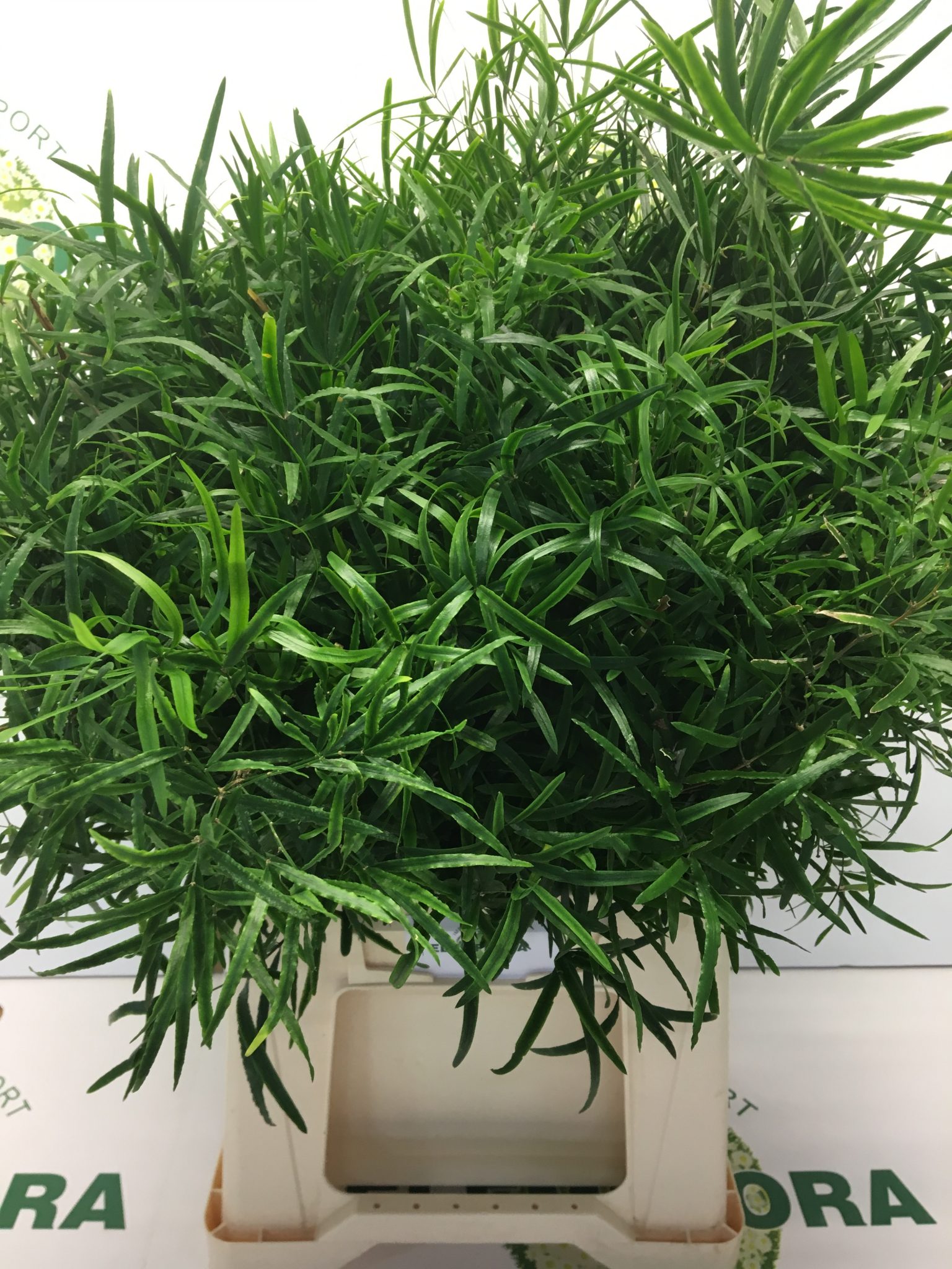 ASPARAGUS FALCATUS - Elemflora