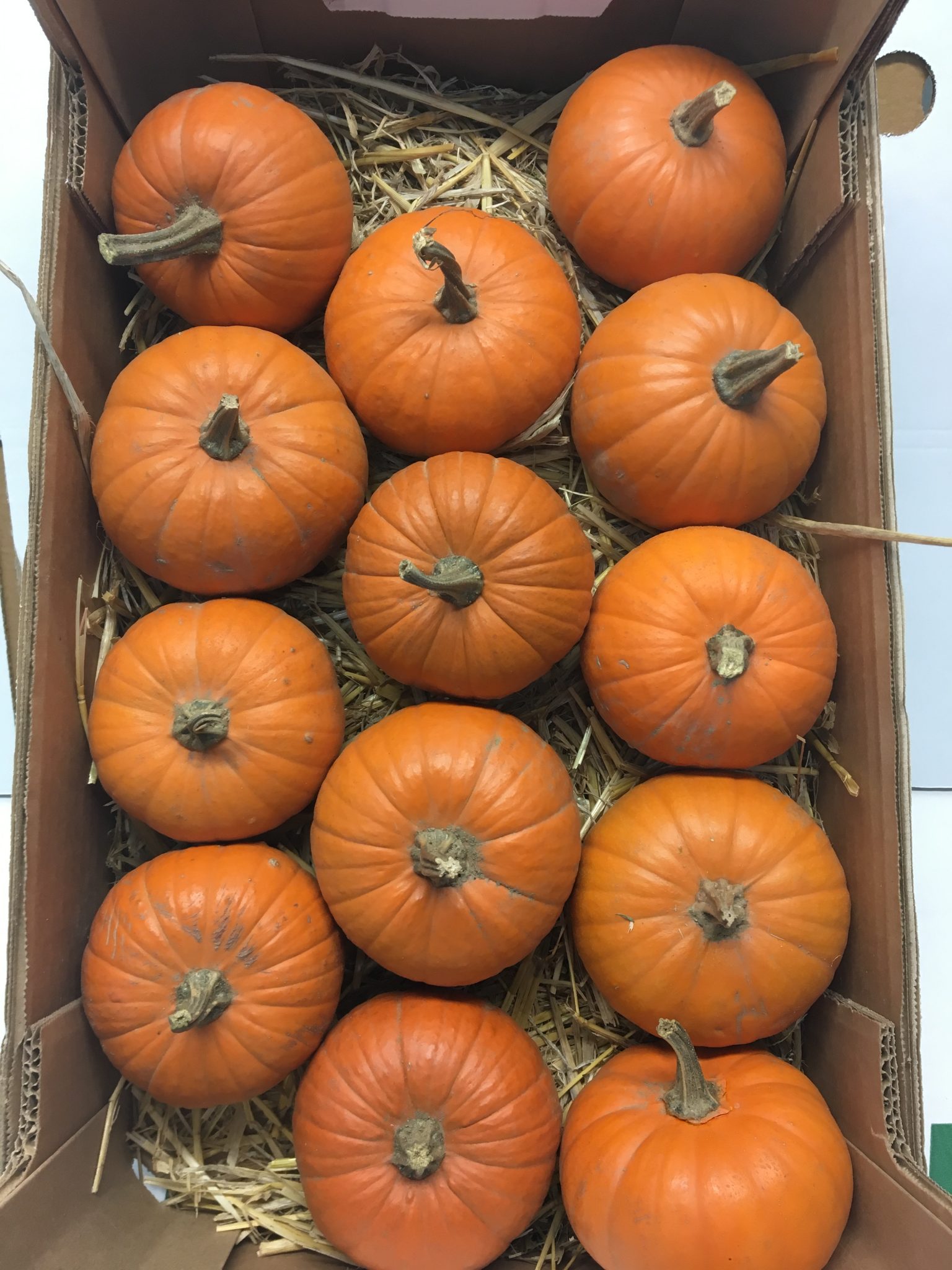 Halloween mini Pumpkin - Elemflora