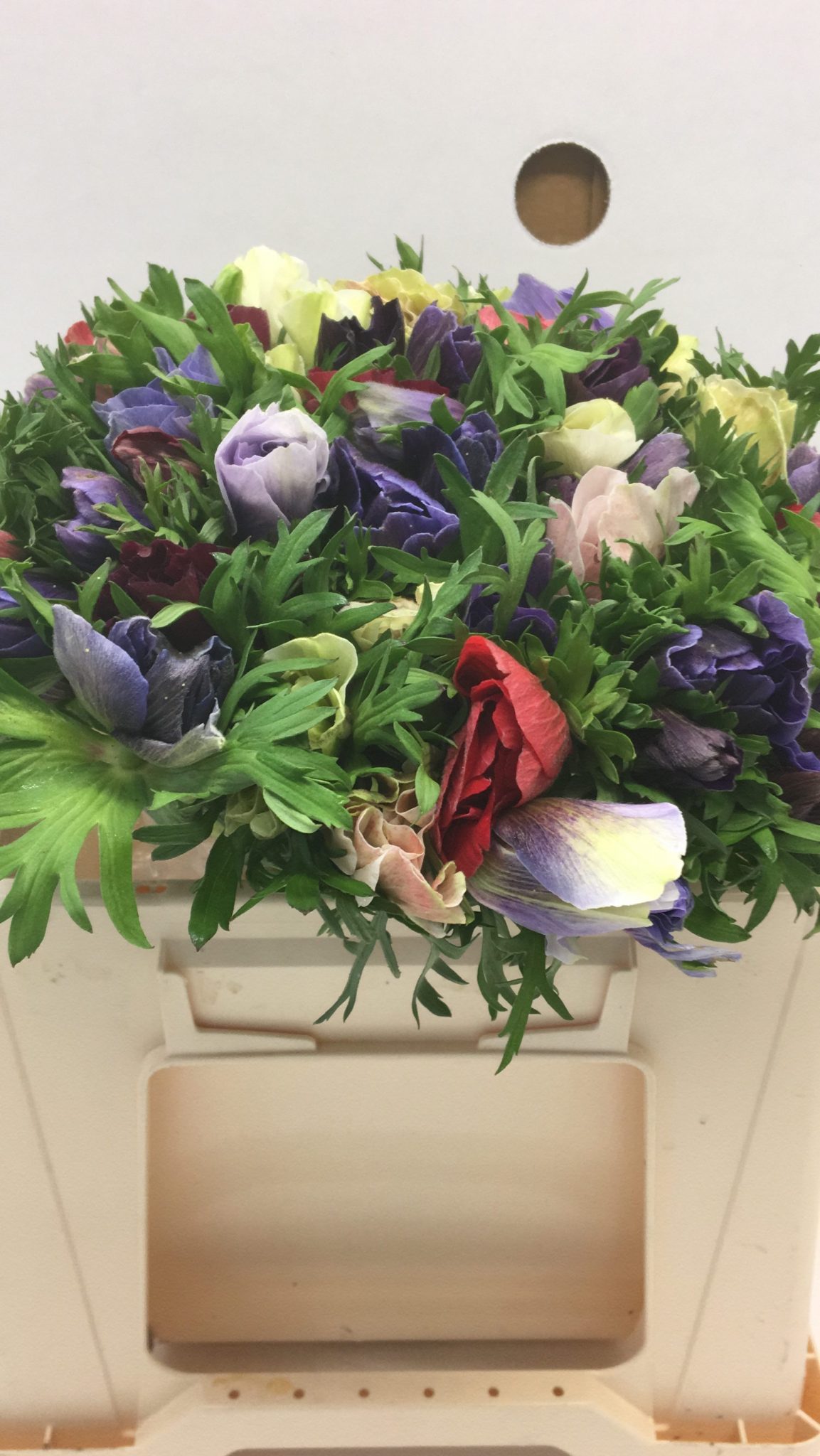 ANEMONES MISTRAL MIX - Elemflora