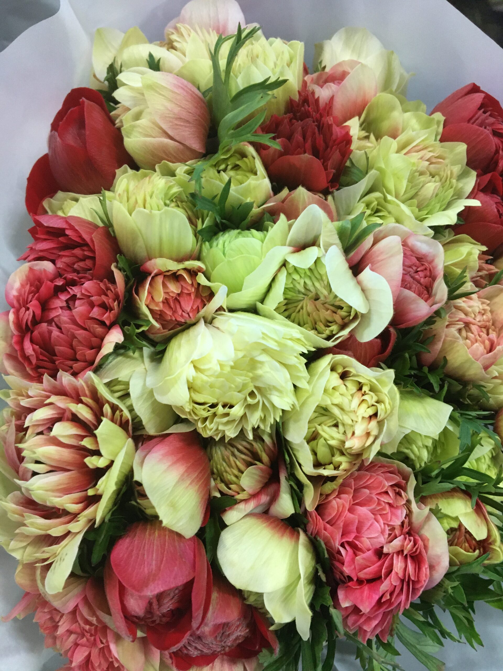 ANEMONE FULL STAR TWO TONE - Elemflora