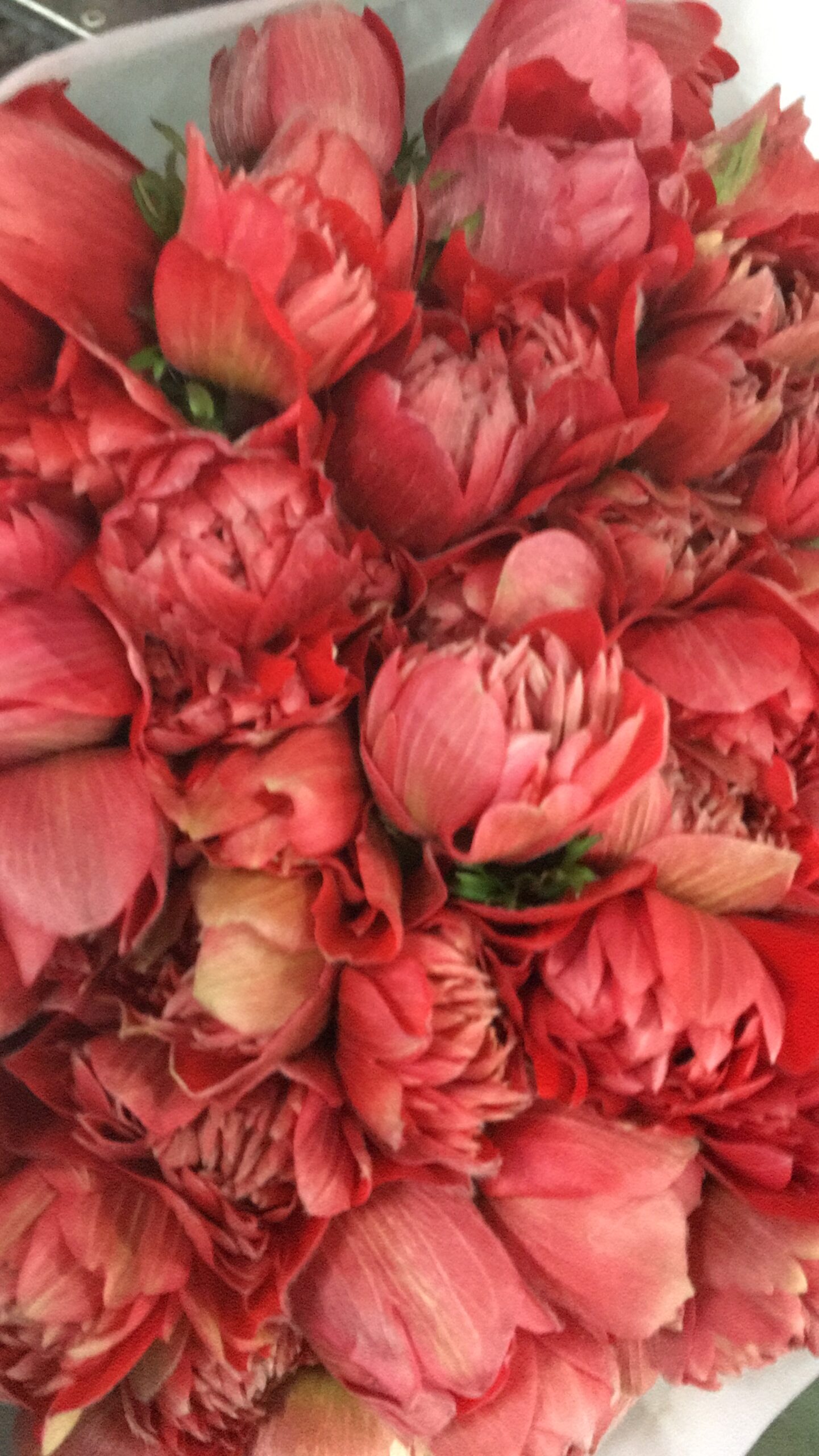 ANEMONE FULL STAR RED - Elemflora