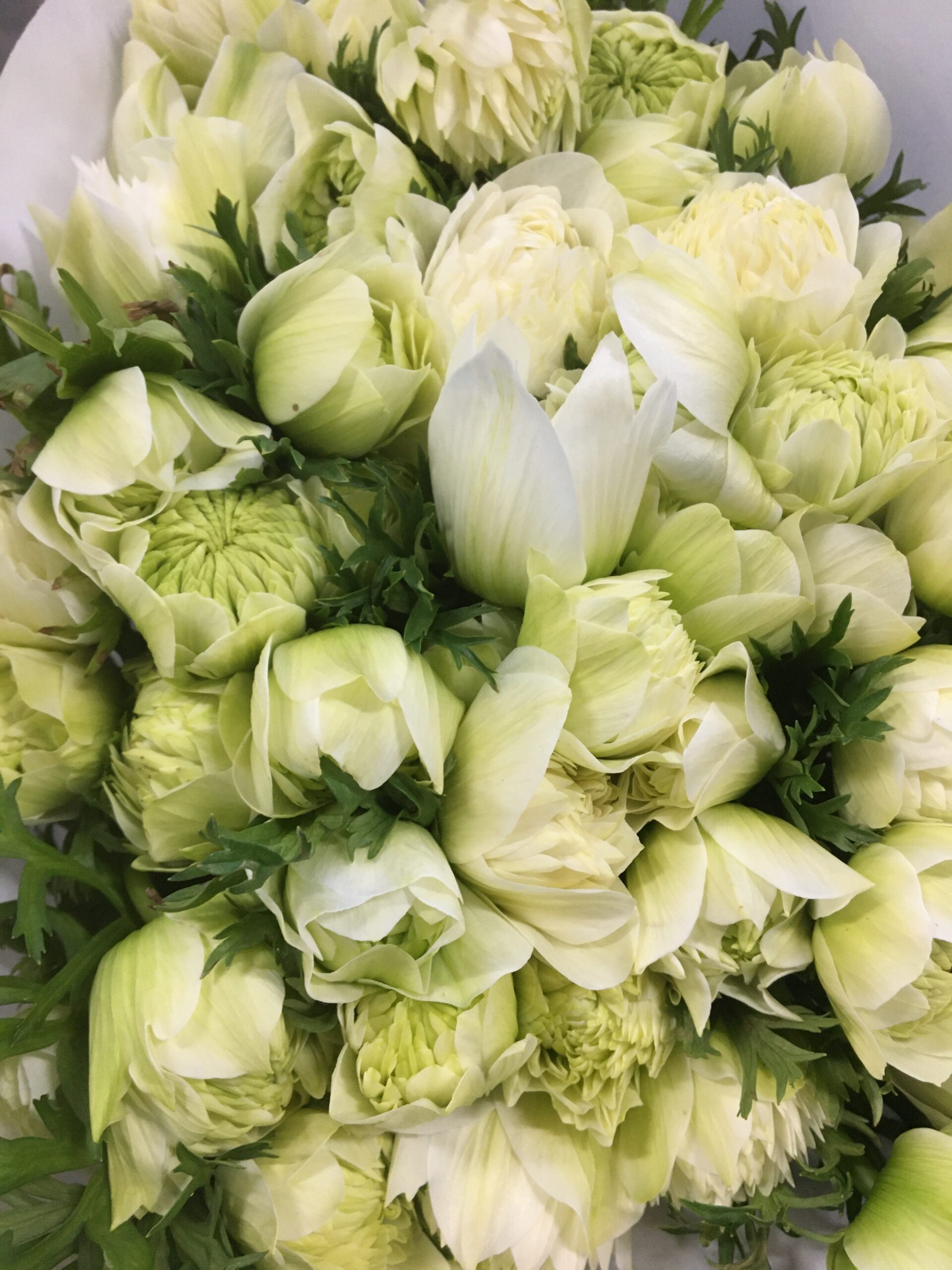 ANEMONE FULL STAR WHITE - Elemflora