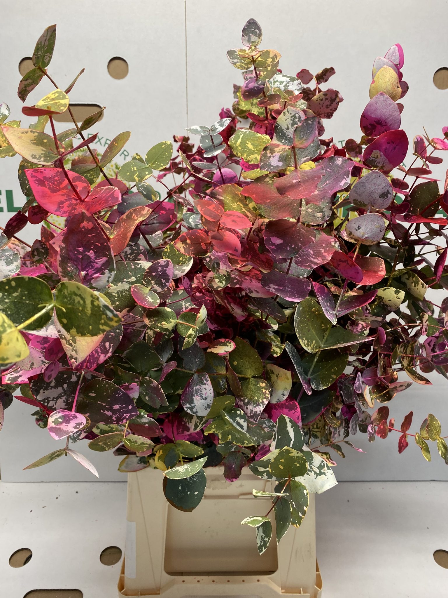 Cinerea Picasso - Elemflora