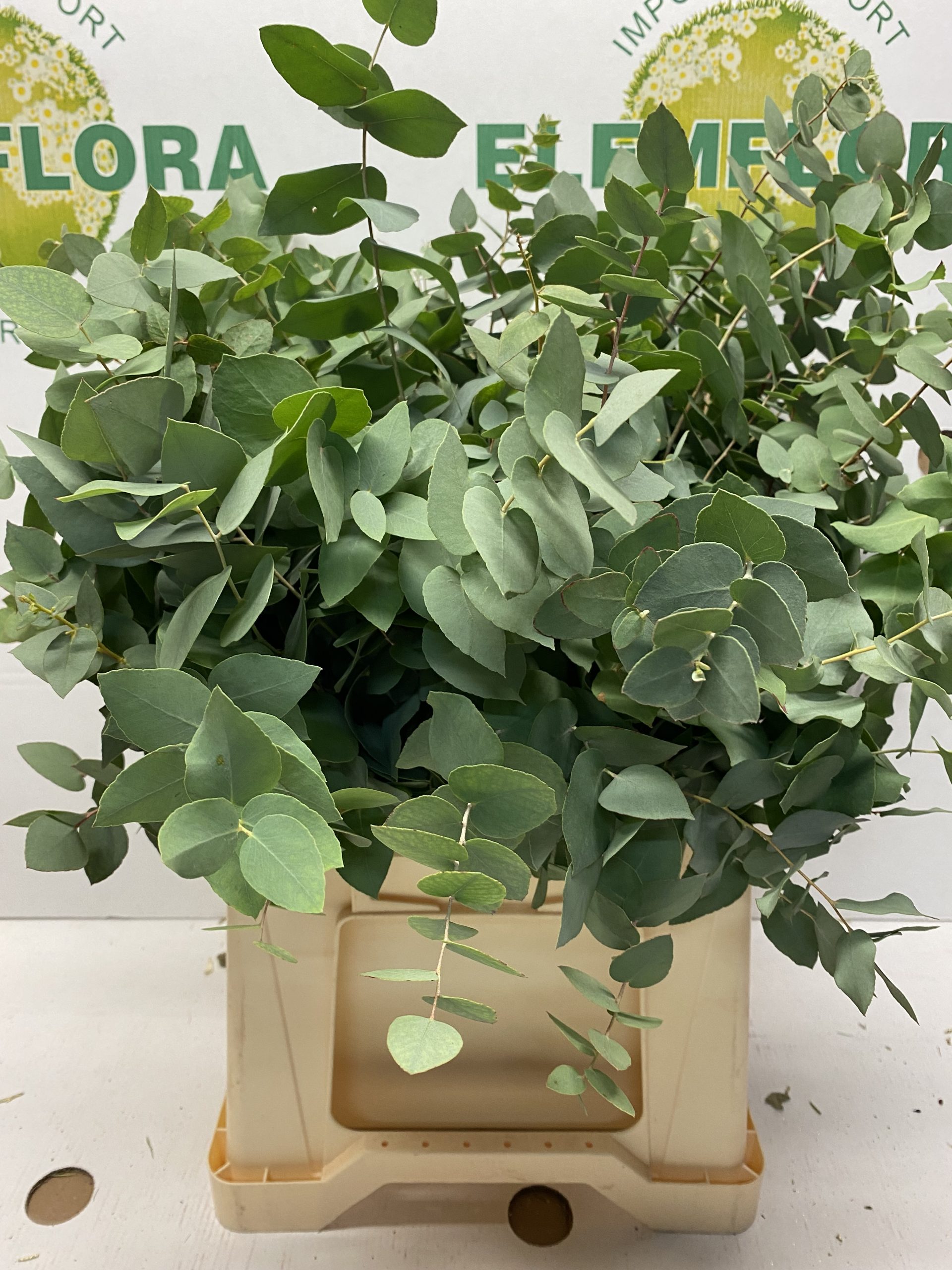 EUCALYPTUS STUARTIANA CORTA - Elemflora