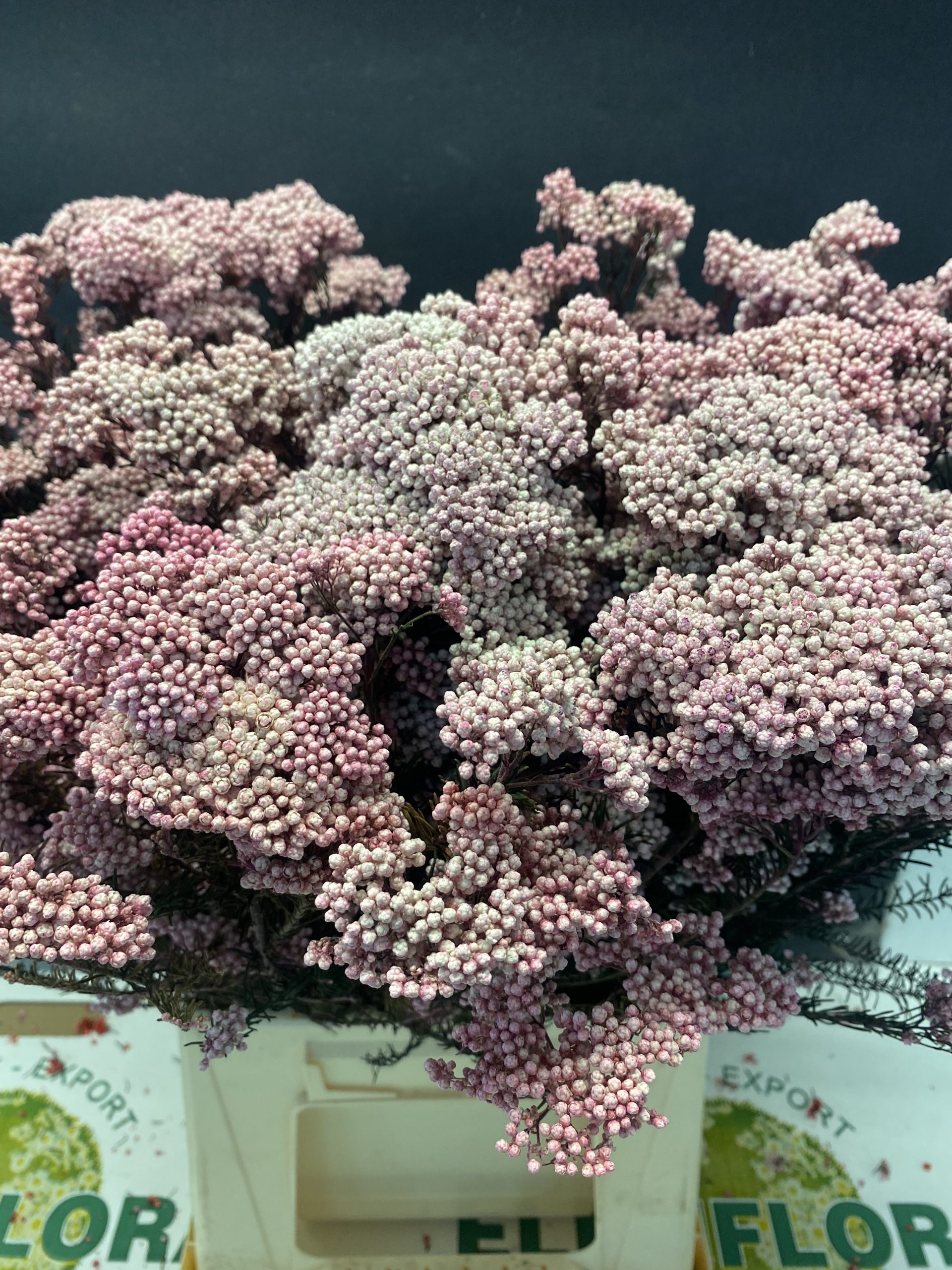 OZOTHAMNUS PRESERVED DIOSMI - Elemflora